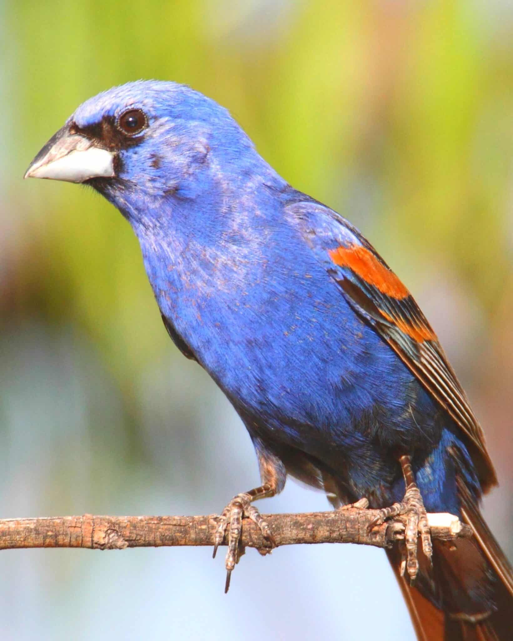 The Rare Blue Cardinal: Myth or Reality? - Bird Helpful