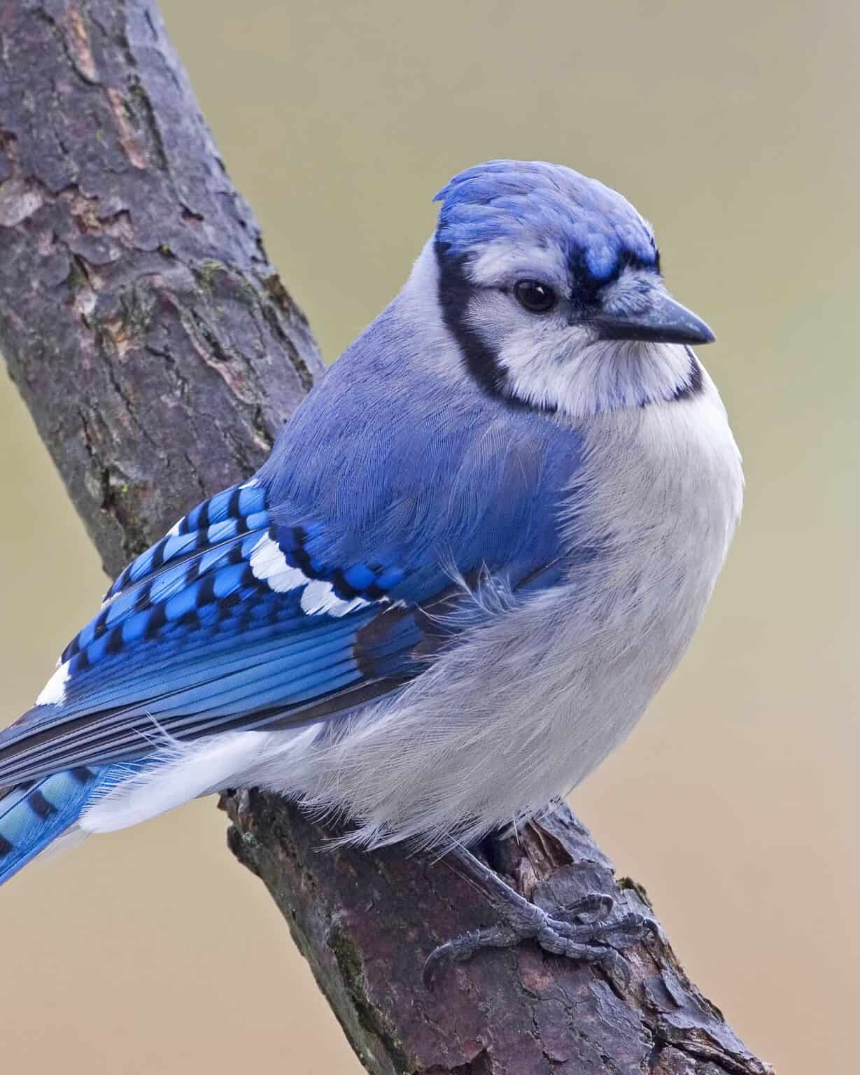 The Rare Blue Cardinal: Myth or Reality? - Bird Helpful