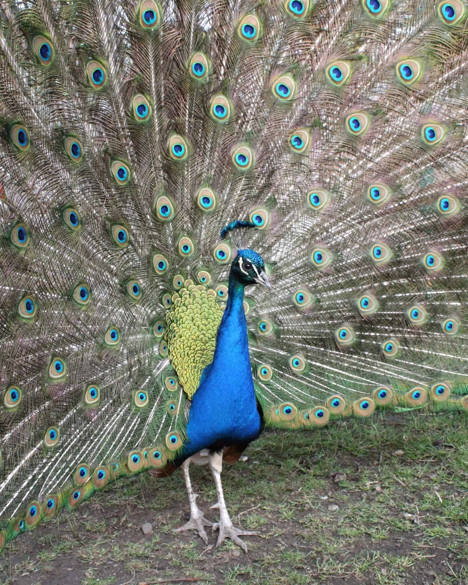Peacock Colors, Patterns & Varieties (With Pictures)