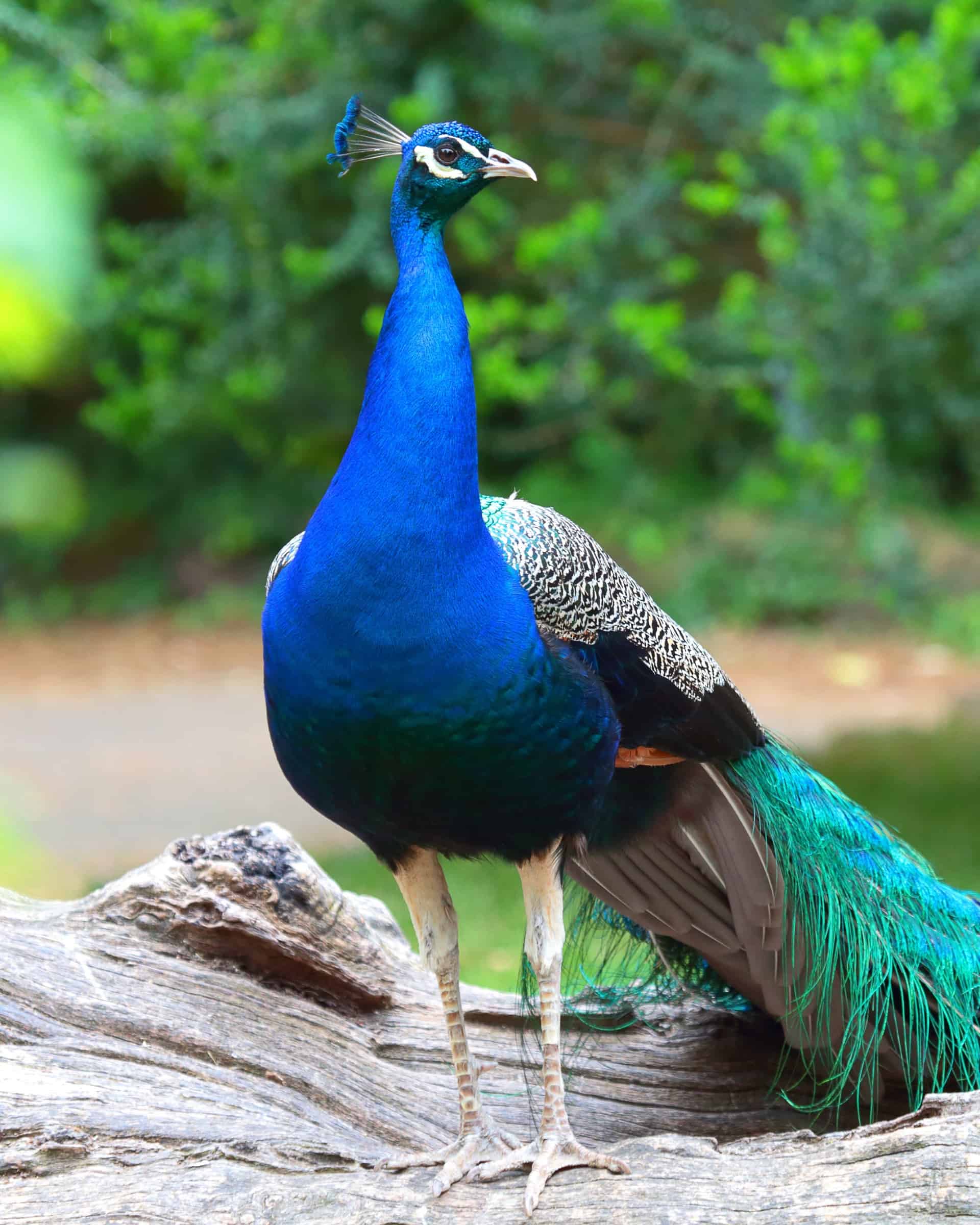 Peacock Colors, Patterns & Varieties (With Pictures)
