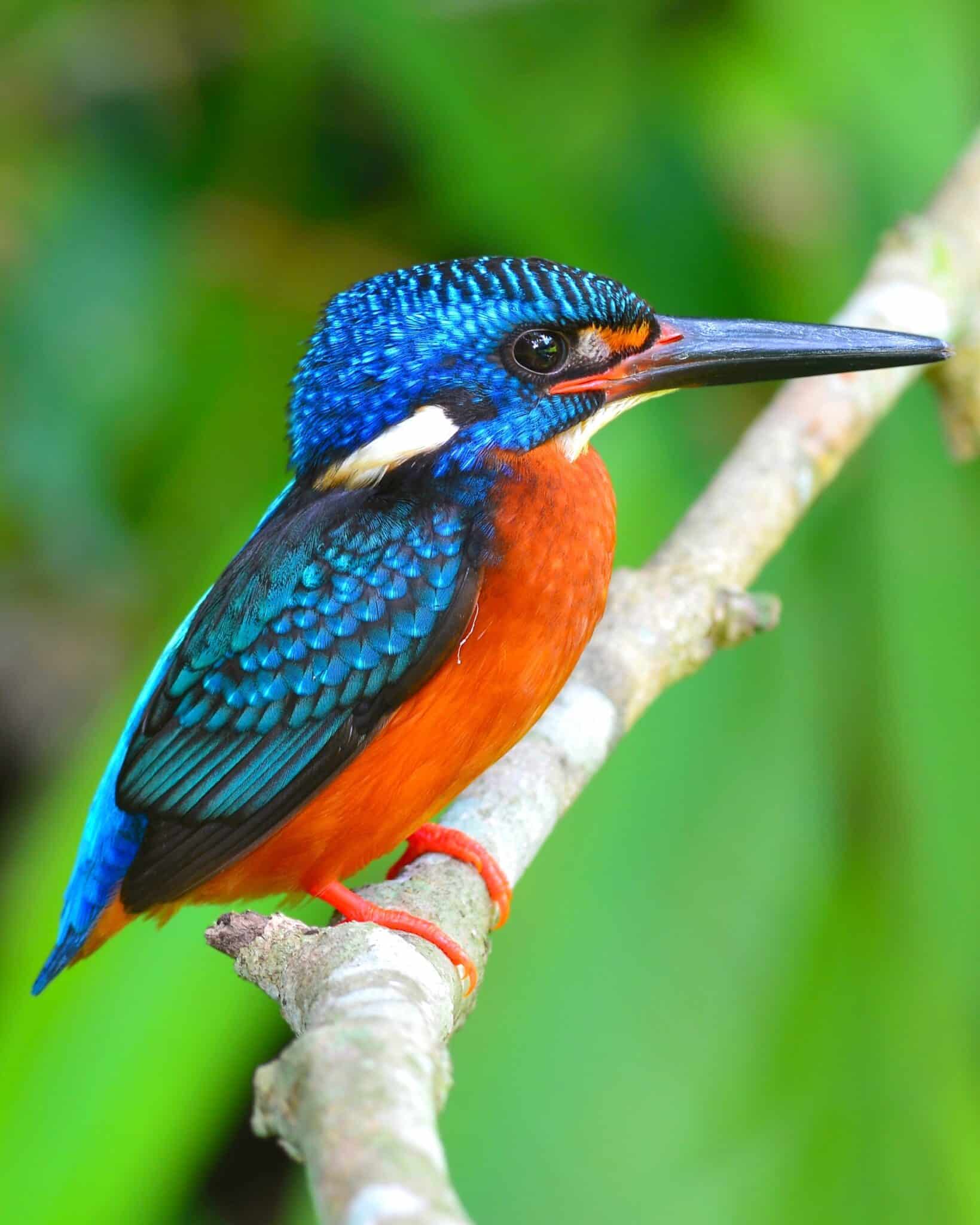 28 Amazing Blue Birds With Orange Chests