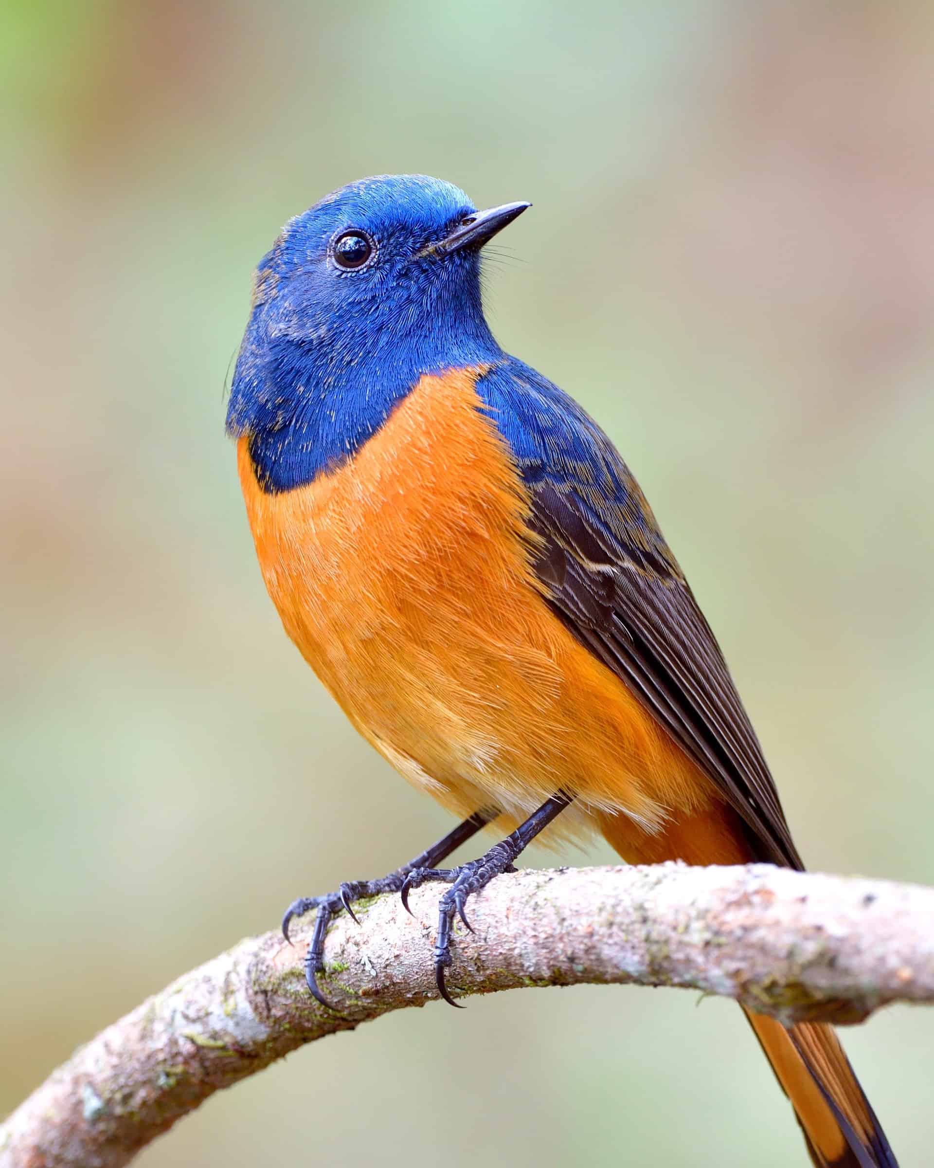 28 Amazing Blue Birds With Orange Chests