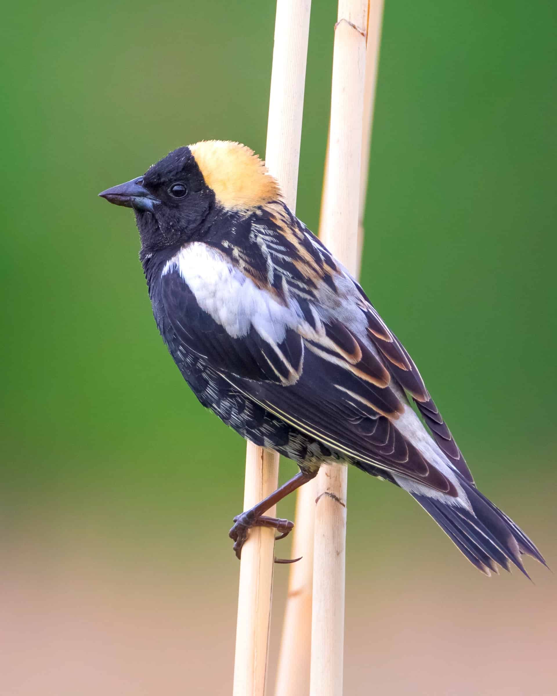 35 Birds With White Stripes on Wings