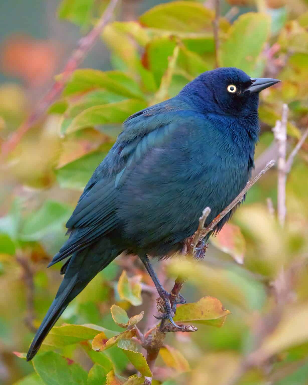 23 Unique Black Birds With Blue Heads
