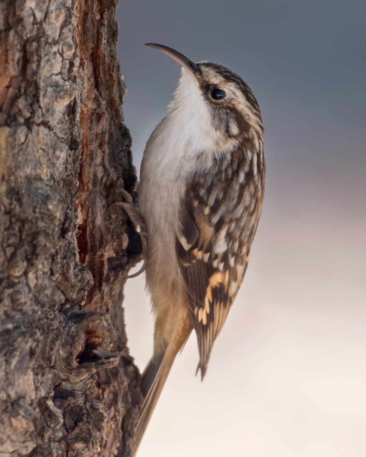 24 Small Birds With Long Beaks - Bird Helpful