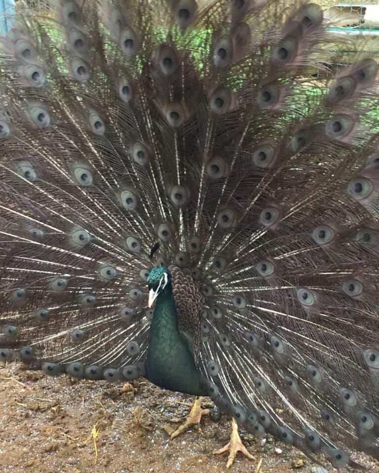 Peacock Colors, Patterns & Varieties (With Pictures)