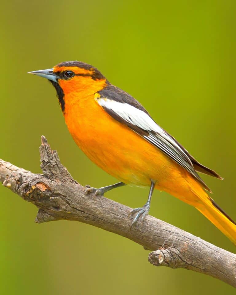 35 Birds With White Stripes on Wings
