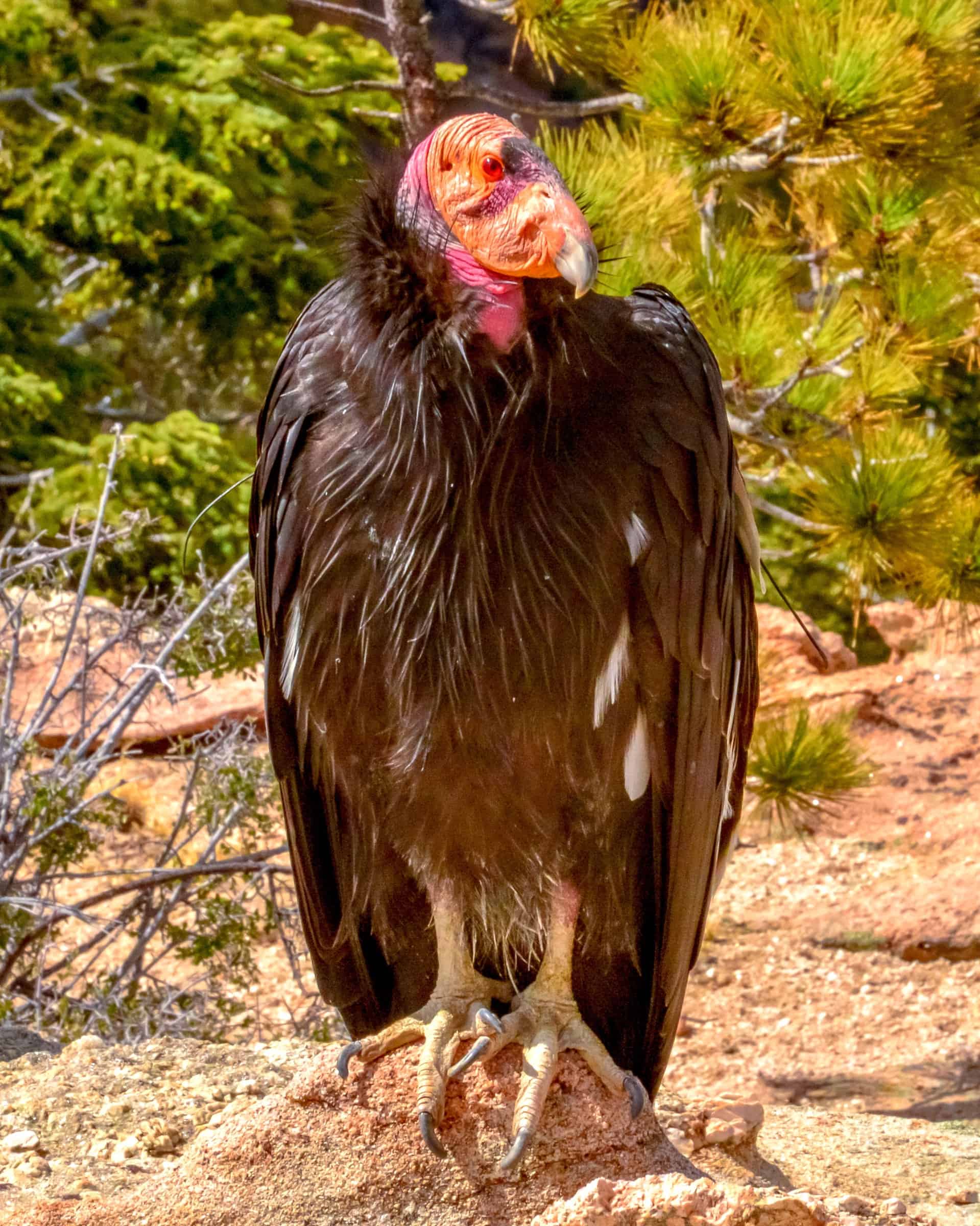 32 Species of Birds With Red Heads