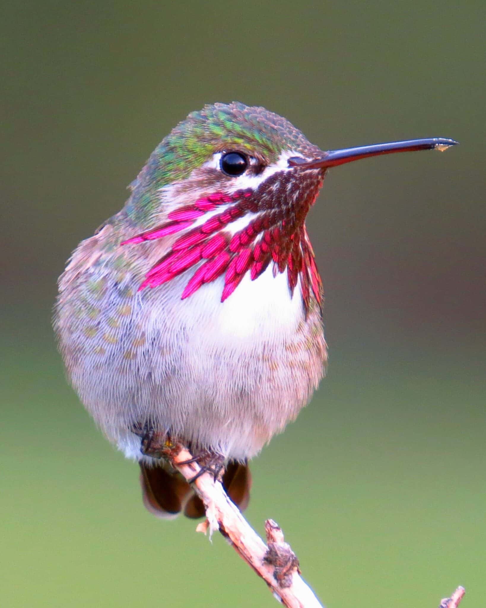 24 Small Birds With Long Beaks - Bird Helpful