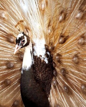 Peacock Colors, Patterns & Varieties (With Pictures)