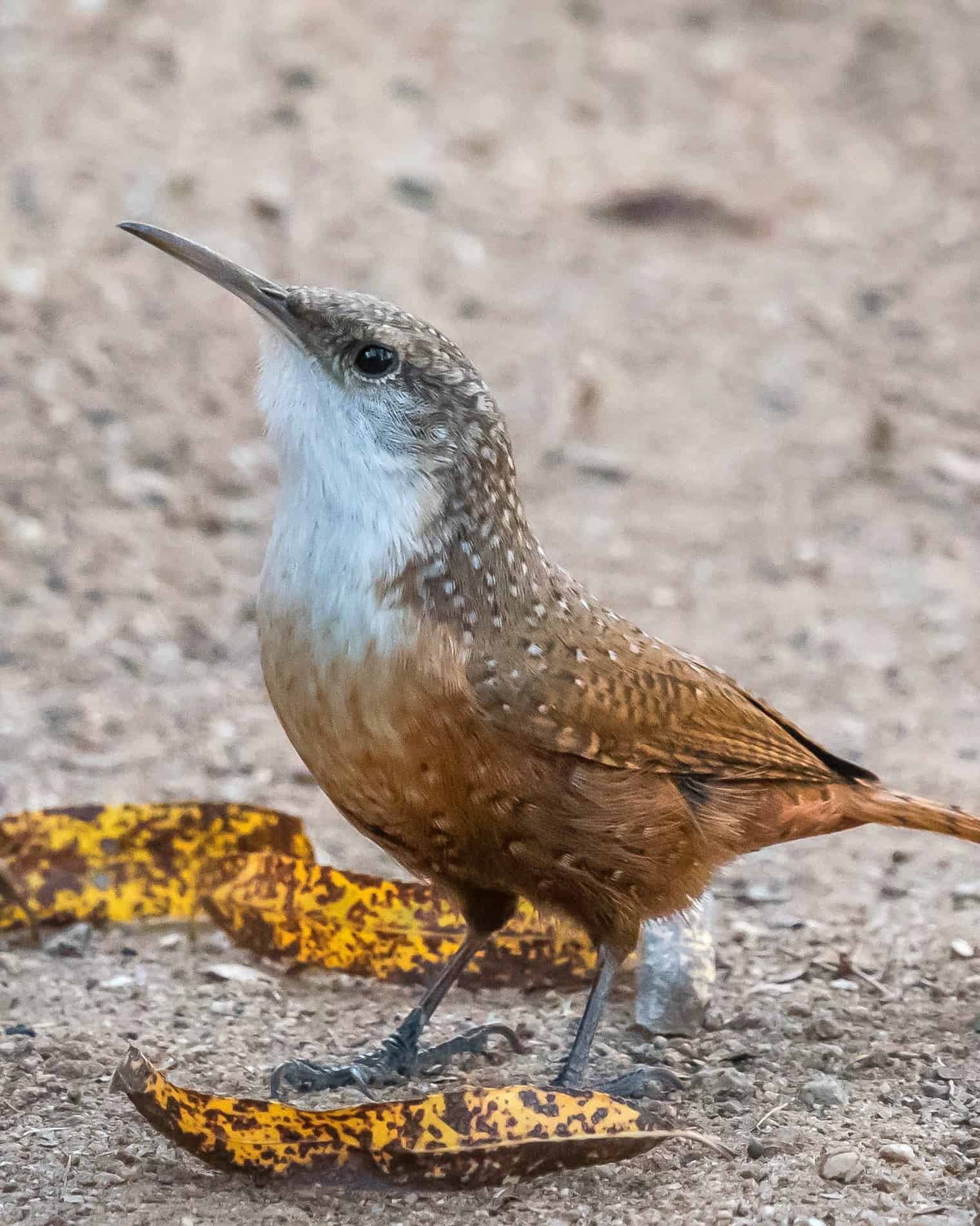 50 Small Brown Birds to Brighten Your Day