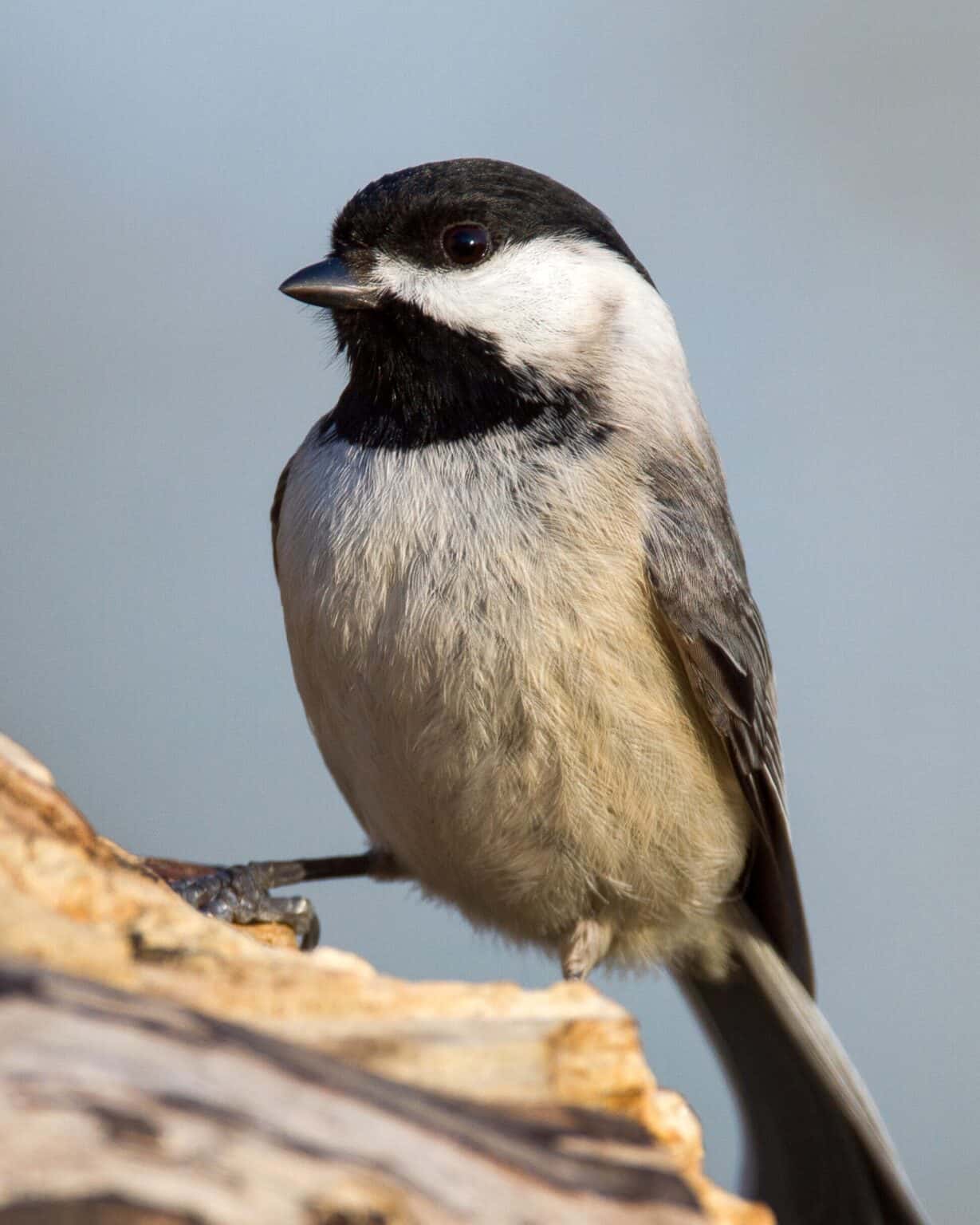 19 Birds With Black and White Heads