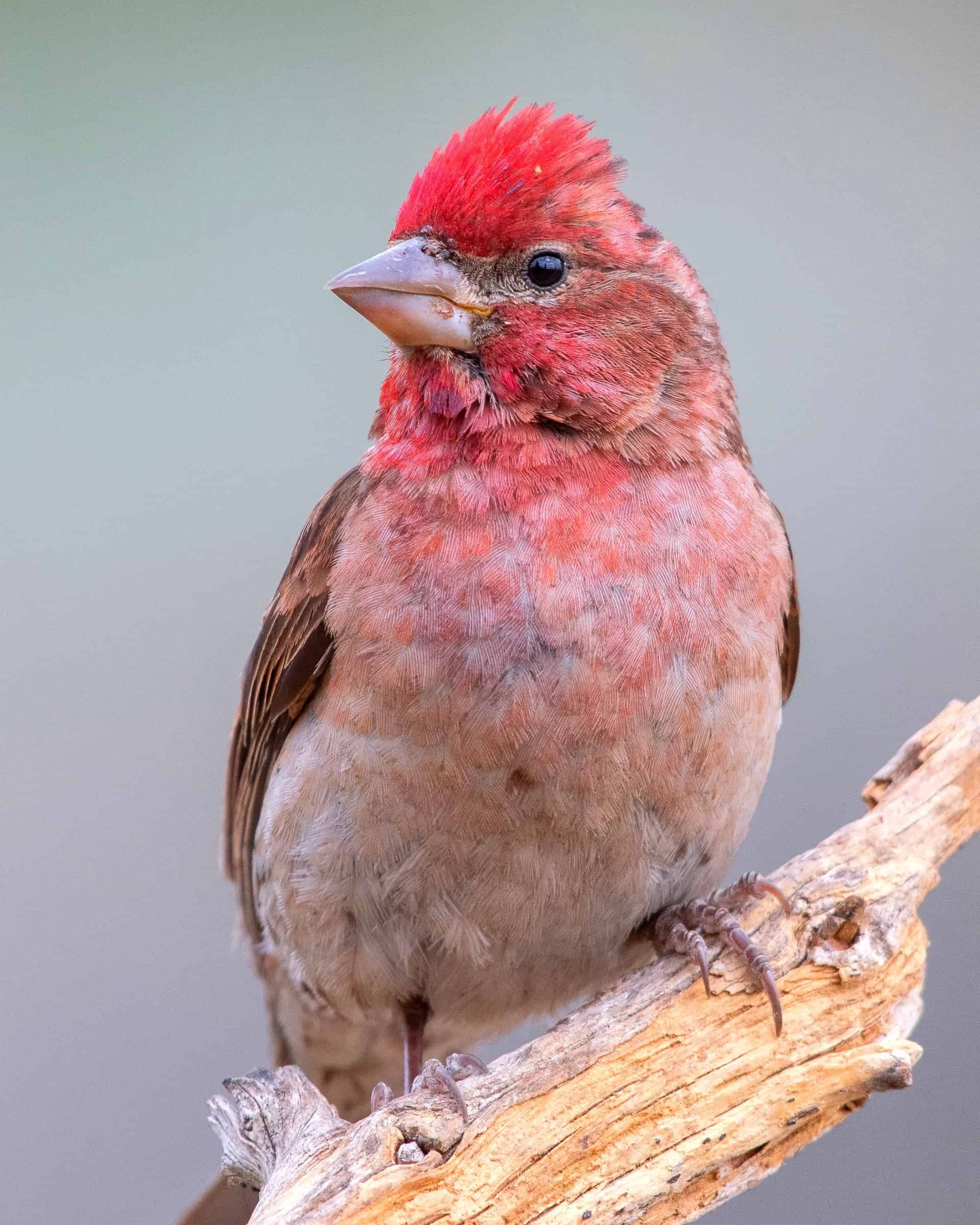 32 Species of Birds With Red Heads