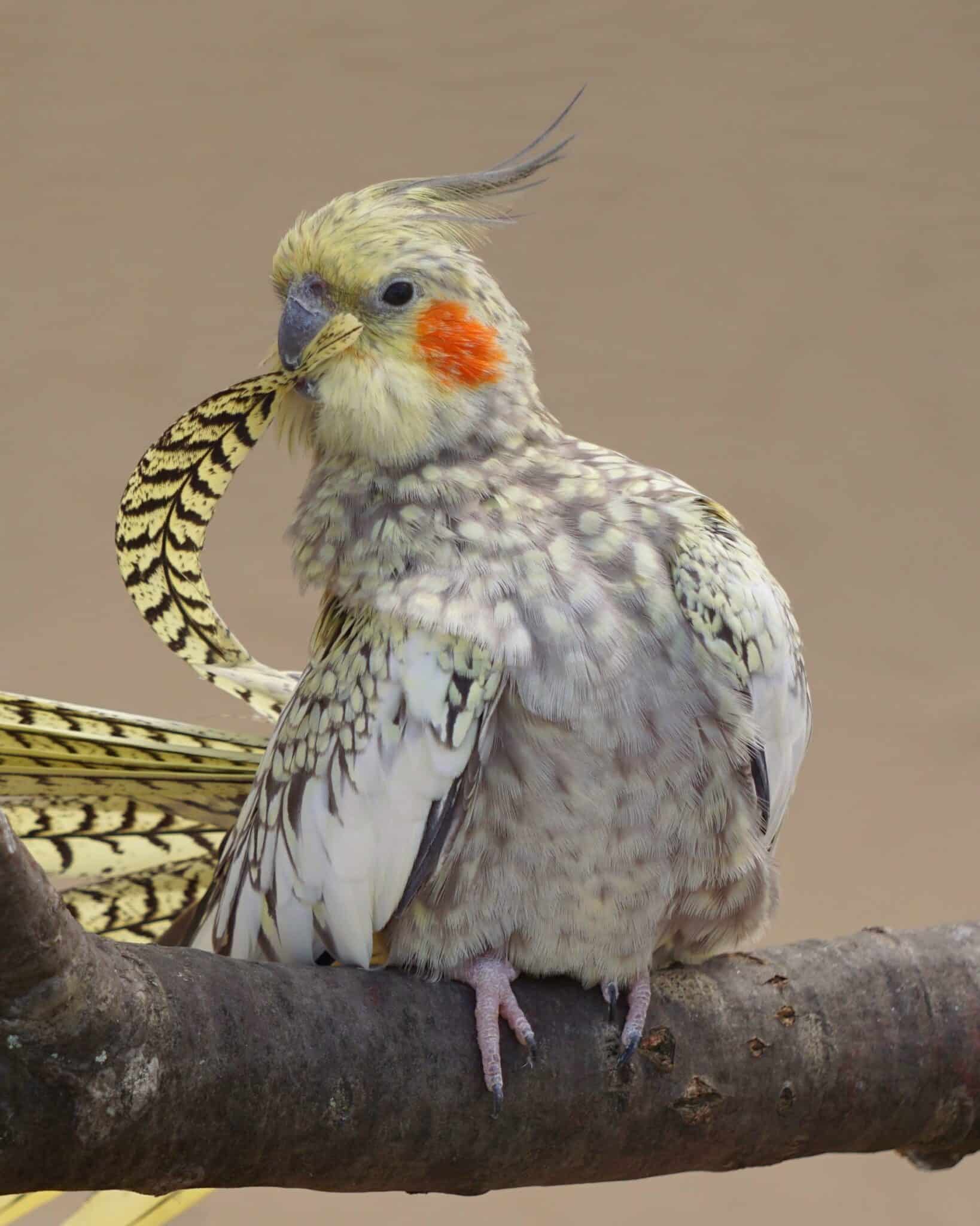 How Much Does a Cockatiel Cost? (2025 Updated)