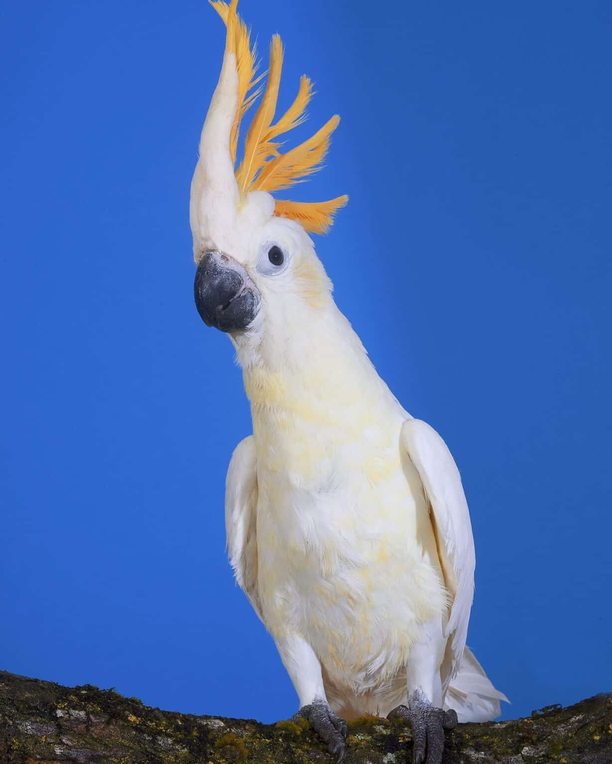 How Much Does a Cockatoo Cost? (2025 Updated)