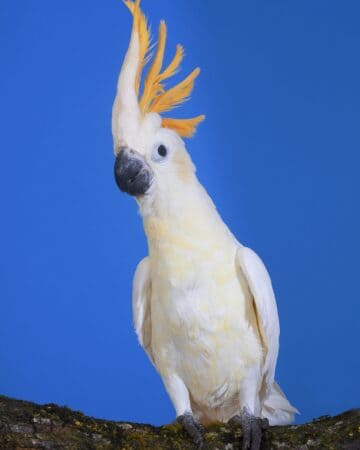 How Much Does a Cockatoo Cost? (2025 Updated)