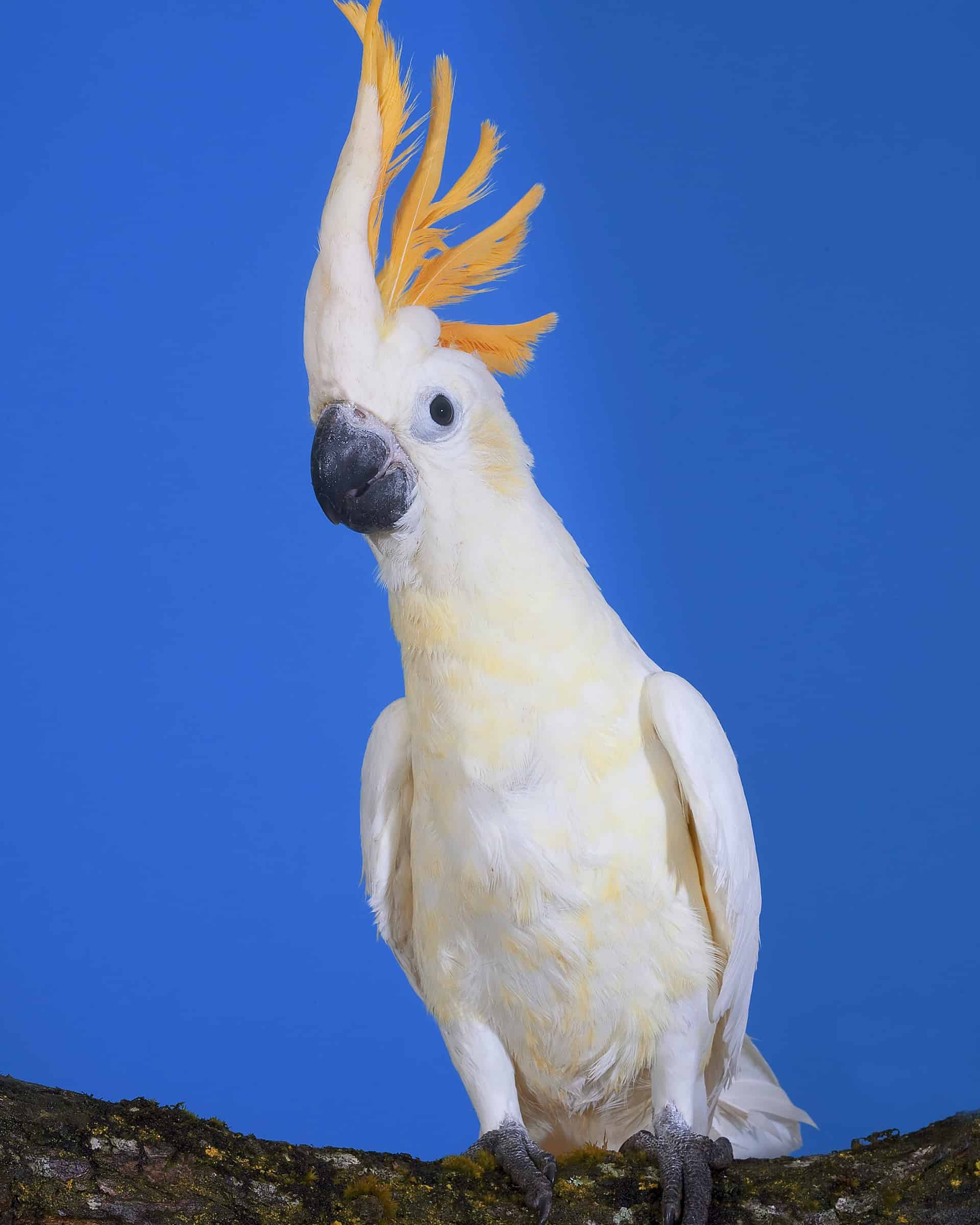 How Much Does a Cockatoo Cost? (2025 Updated)
