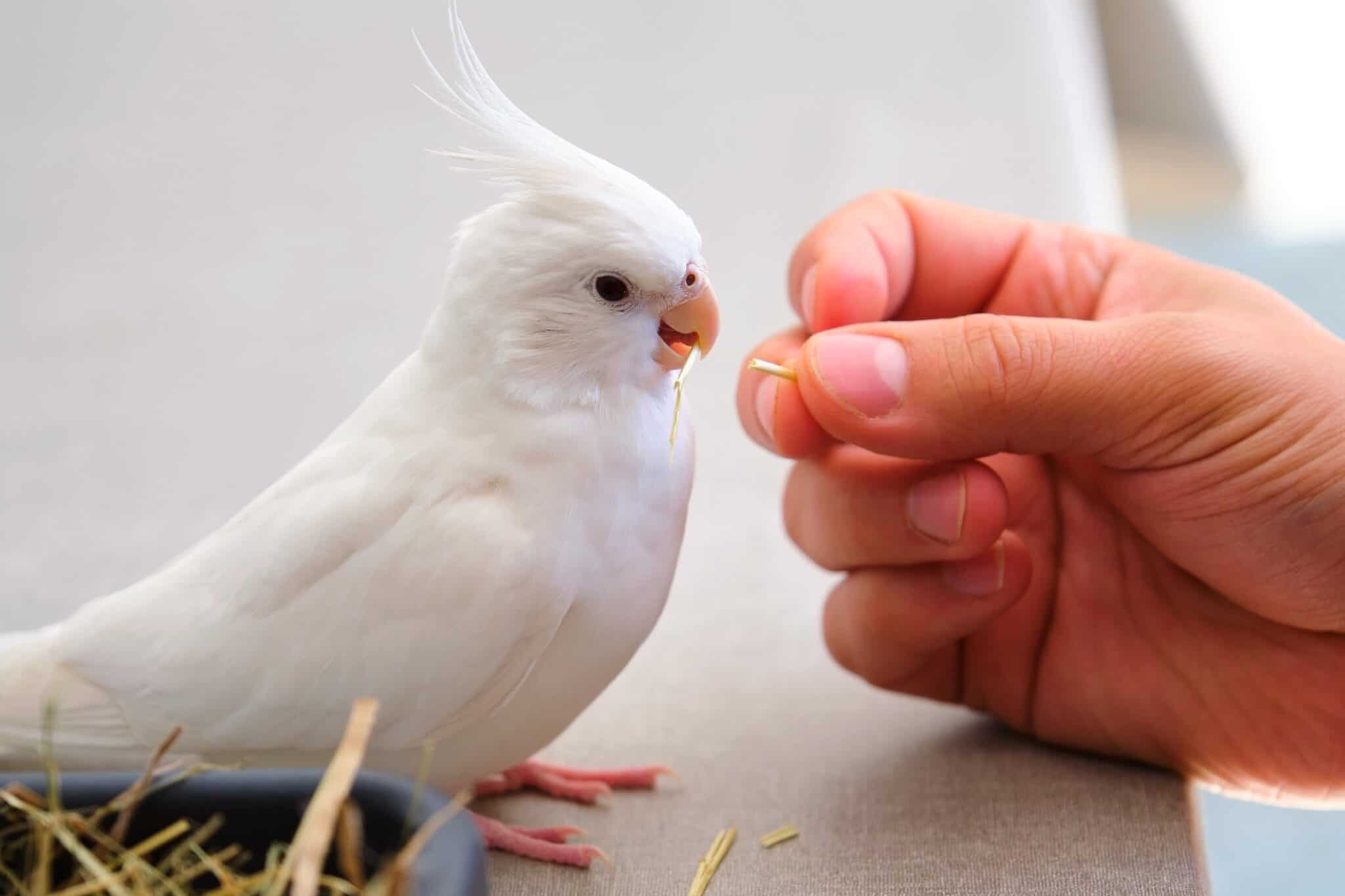 How Much Does a Cockatiel Cost? (2025 Updated)