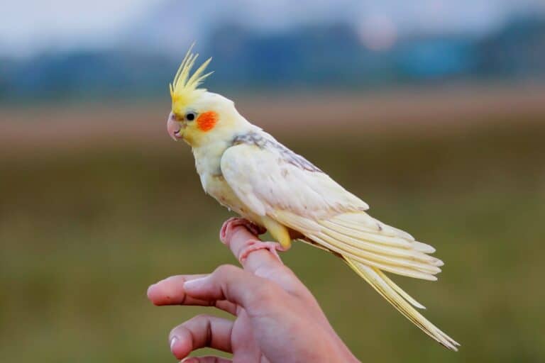 How Much Does a Cockatiel Cost? (2025 Updated)