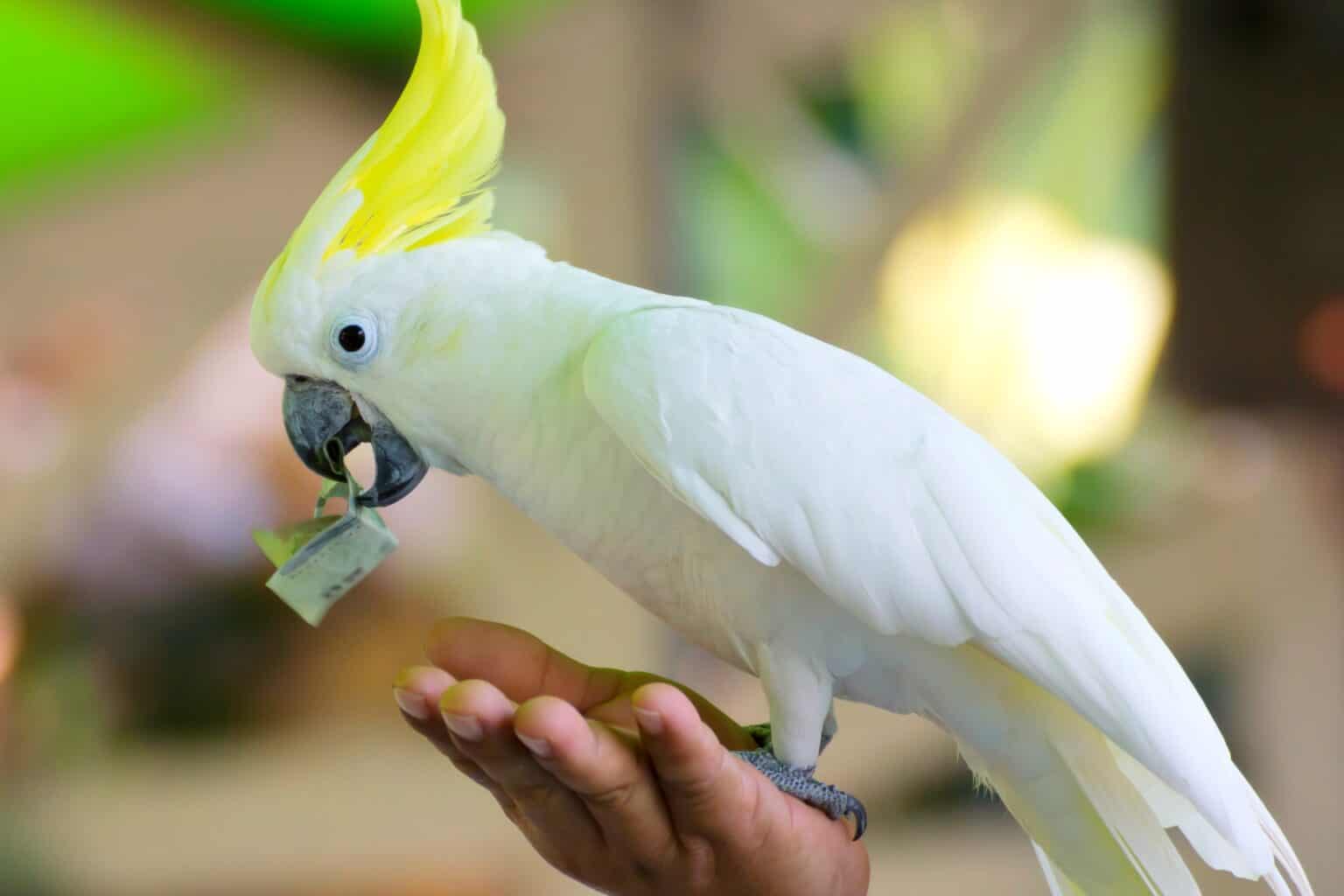 How Much Does a Cockatoo Cost? (2026 Updated)