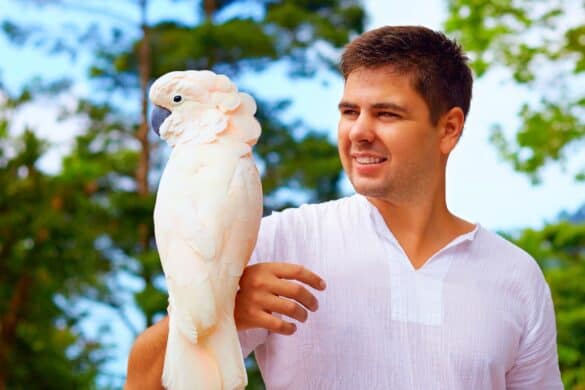 How Much Does a Cockatoo Cost? (2026 Updated)
