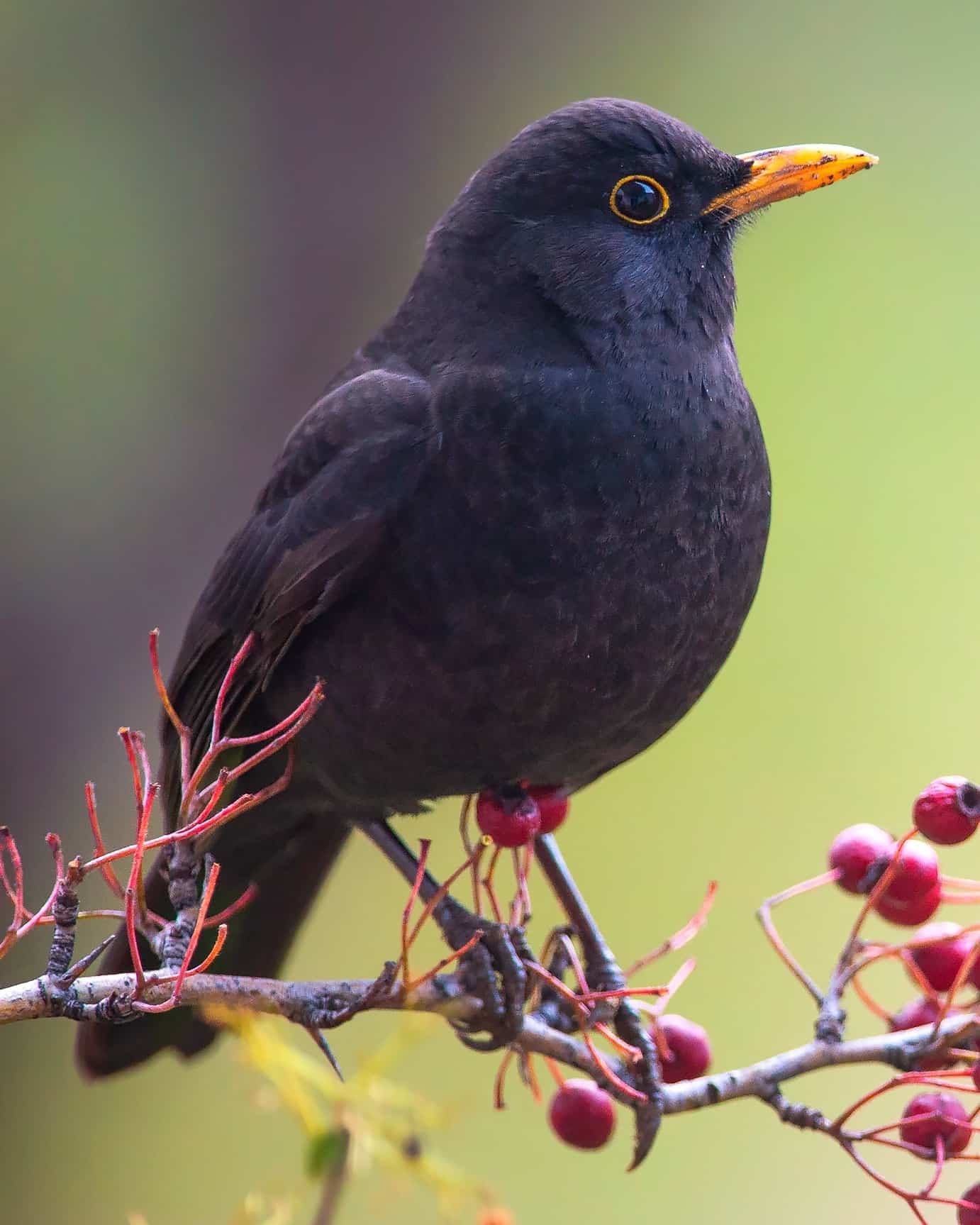 28 Black Birds With Yellow Beaks - Bird Helpful