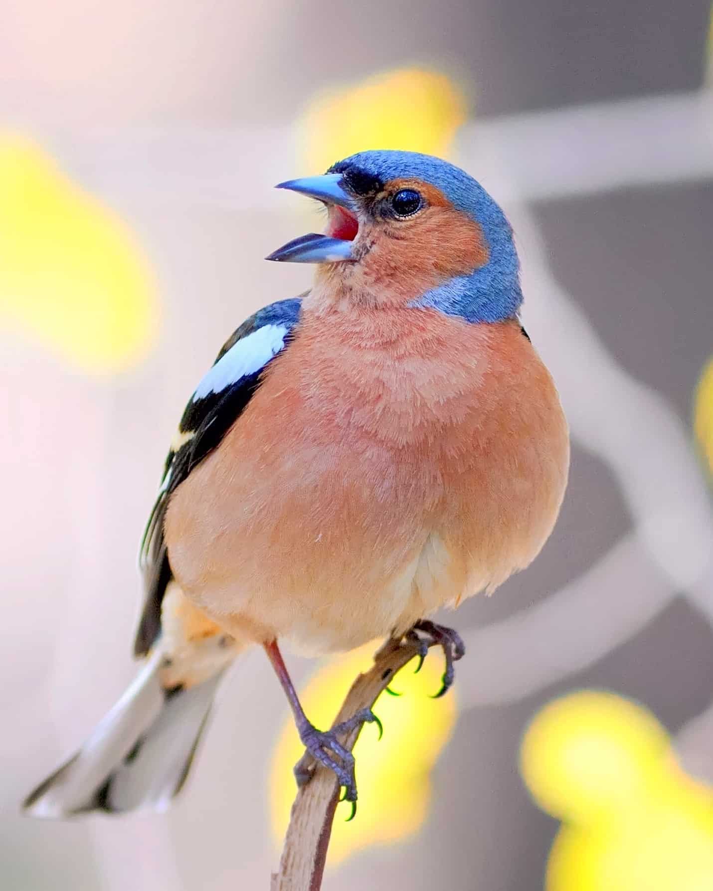 28 Amazing Blue Birds With Orange Chests