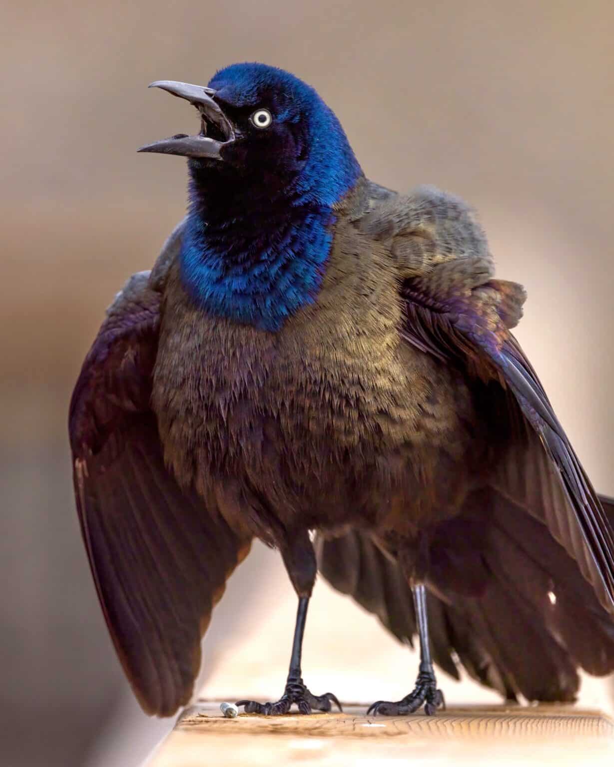 23 Unique Black Birds With Blue Heads