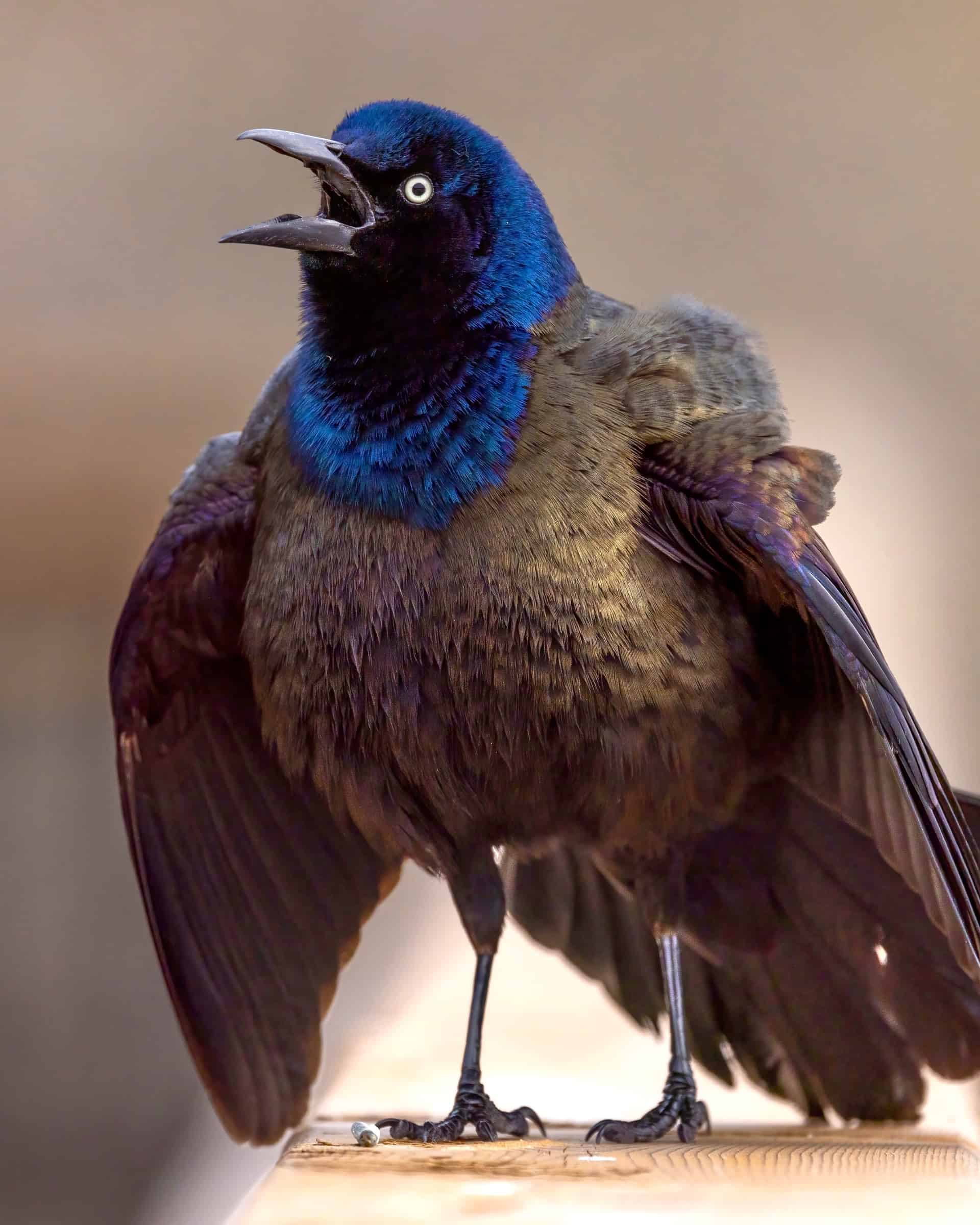 23 Unique Black Birds With Blue Heads
