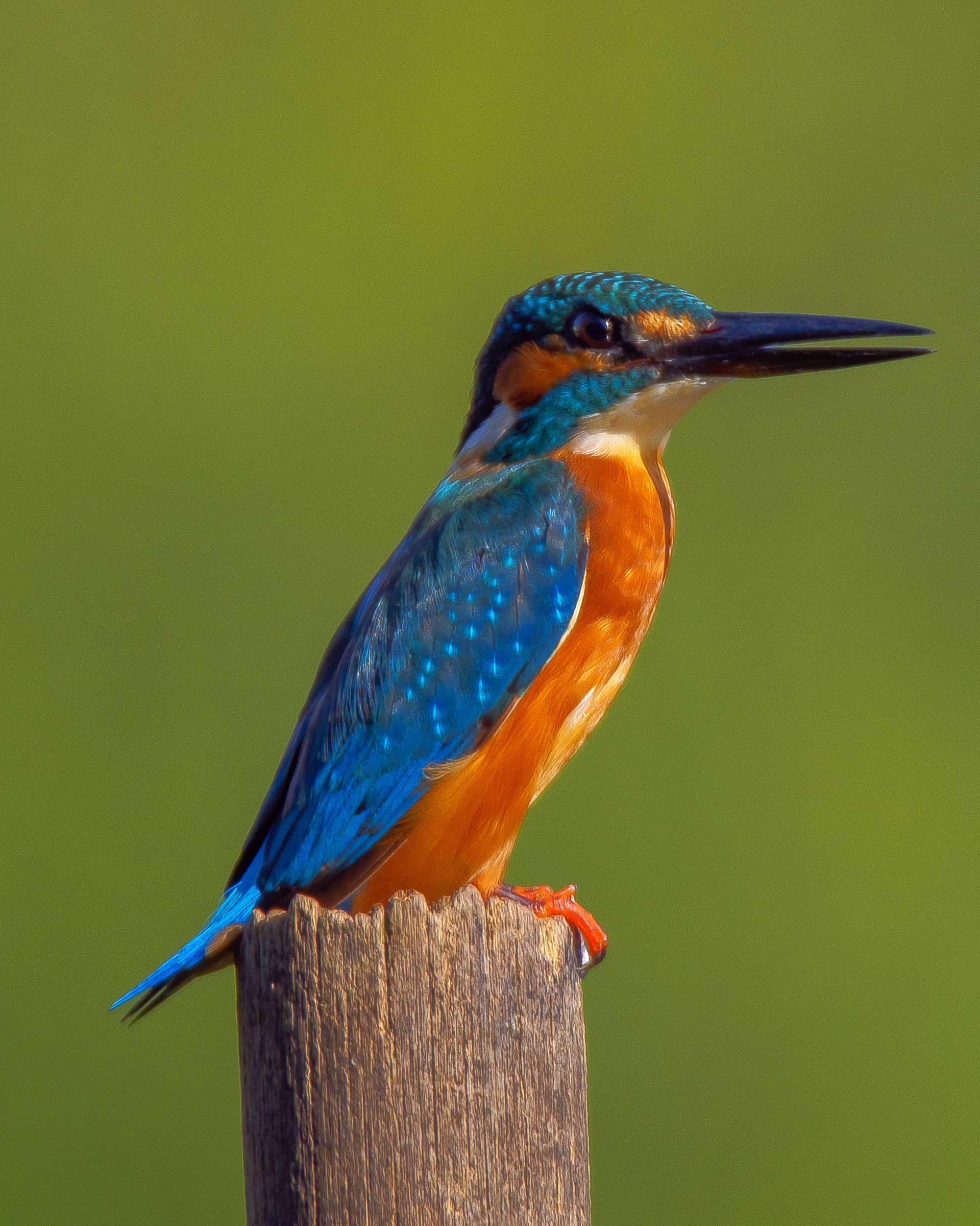 28 Amazing Blue Birds With Orange Chests