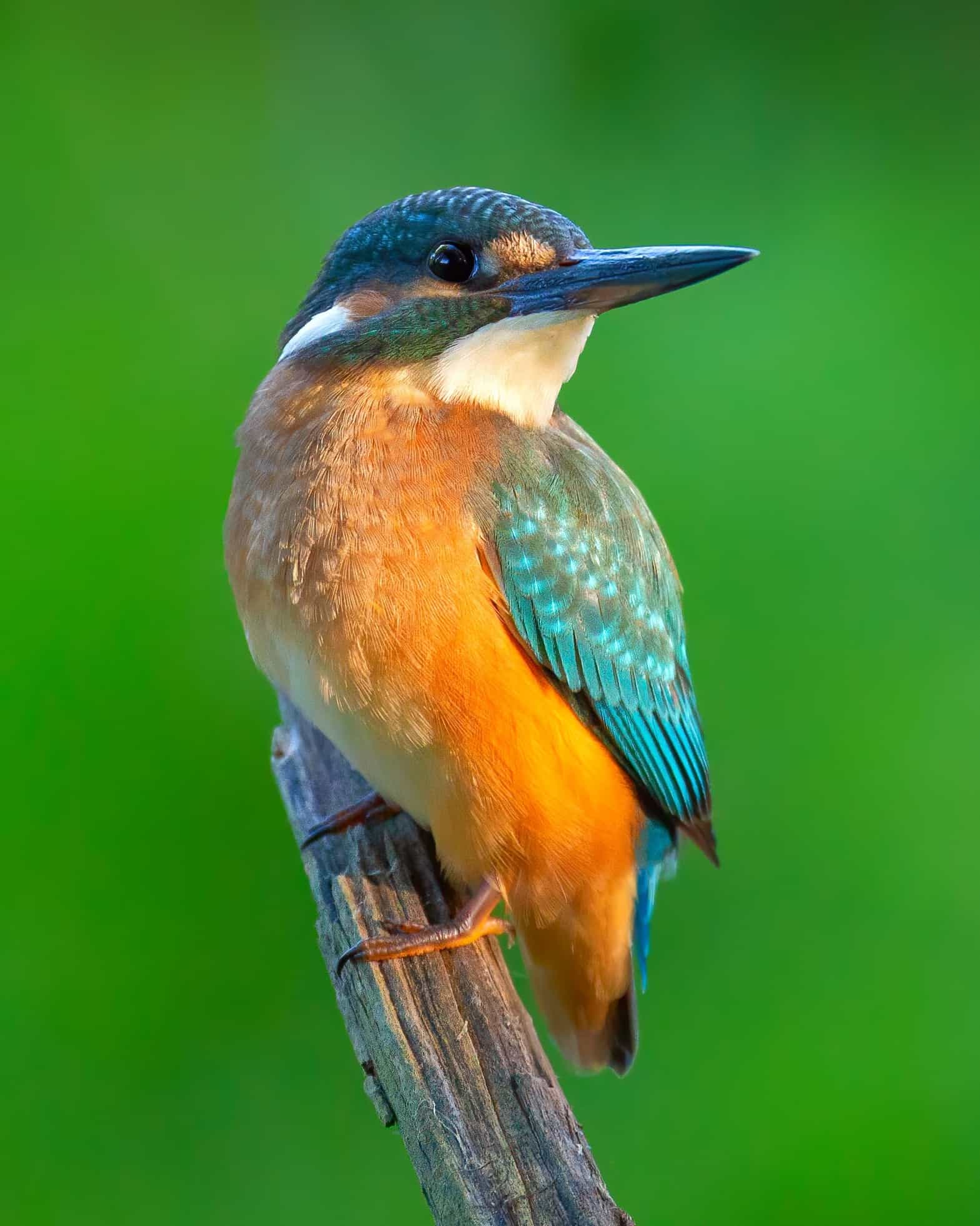 24 Small Birds With Long Beaks - Bird Helpful