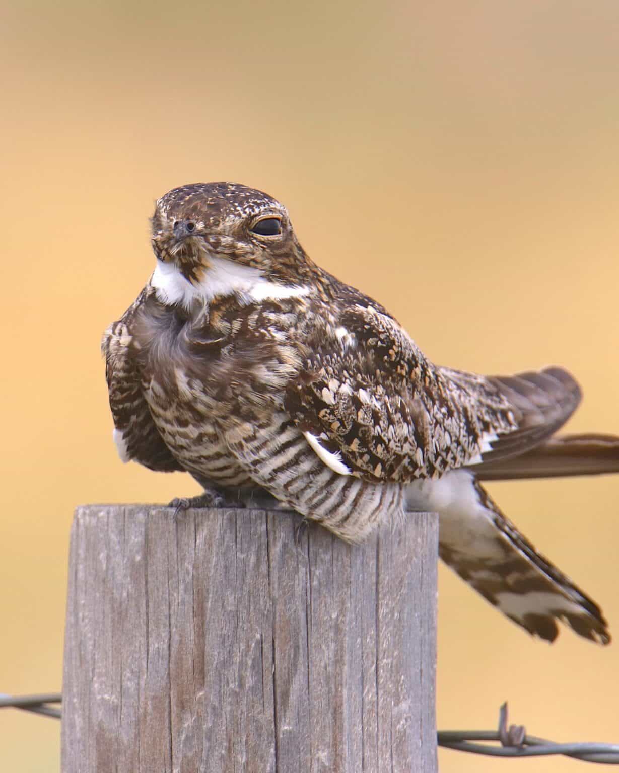 35 Birds With White Stripes on Wings