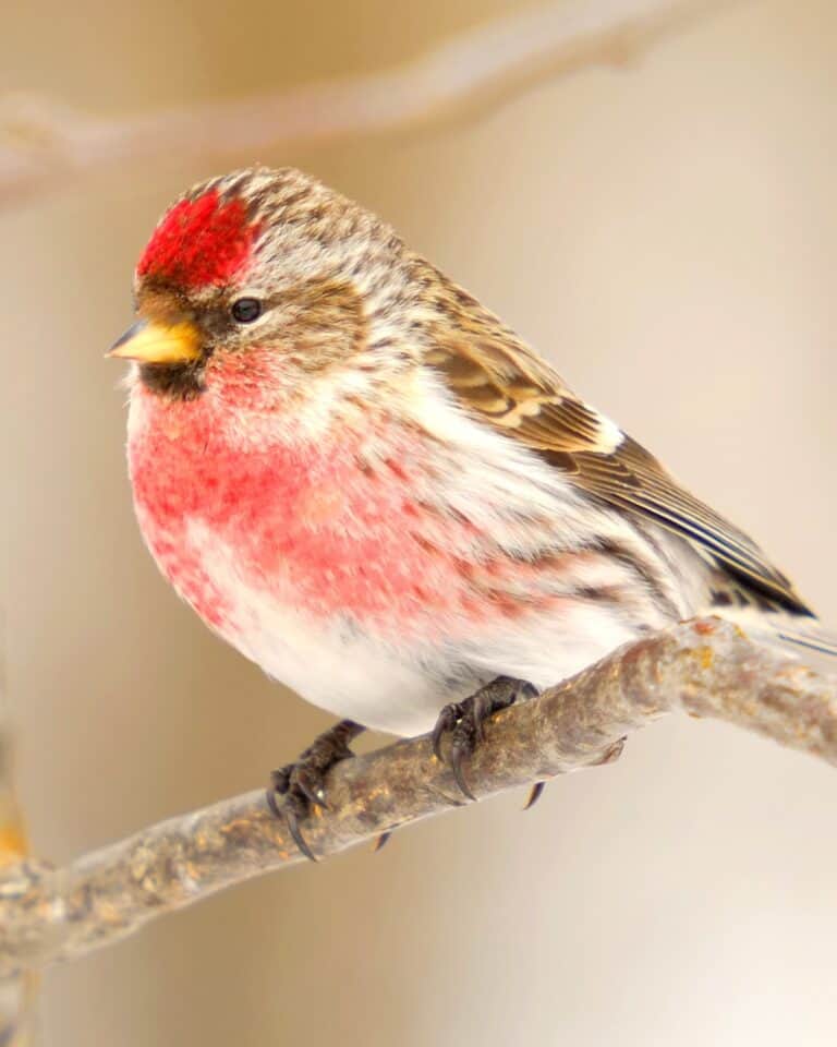 32 Species of Birds With Red Heads