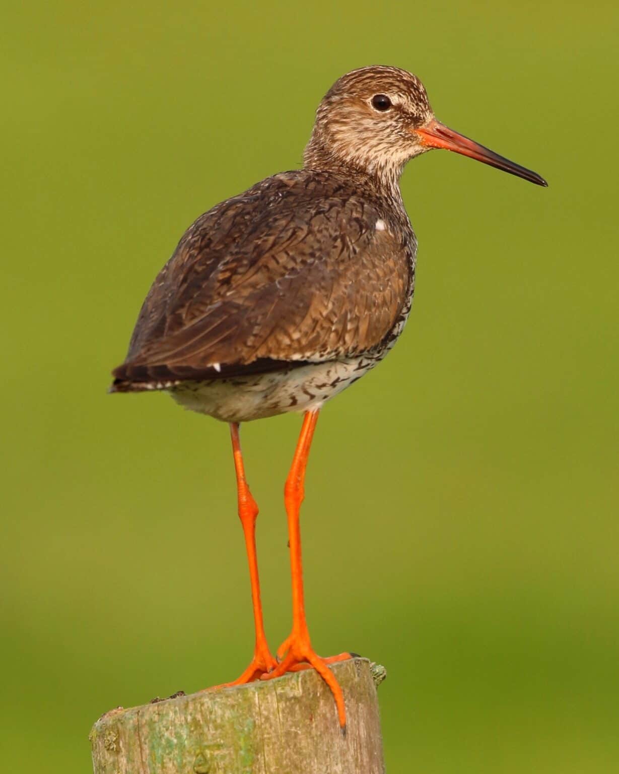 24 Small Birds With Long Beaks - Bird Helpful