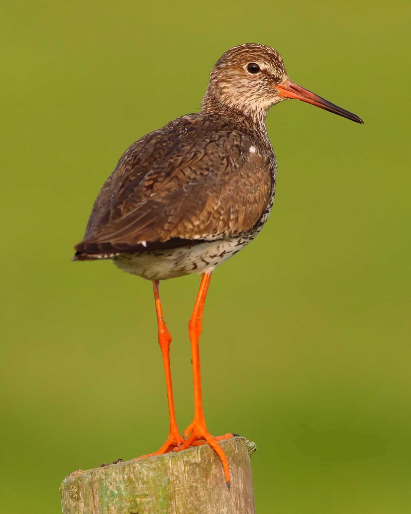 24 Small Birds With Long Beaks - Bird Helpful