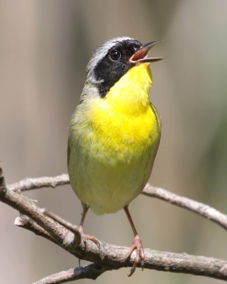 52 Yellow and Black Birds (With Pictures & ID Guide)