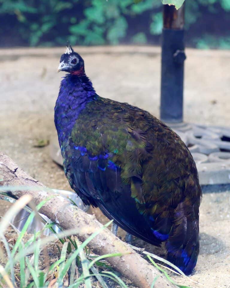 Peacock Colors, Patterns & Varieties (With Pictures)