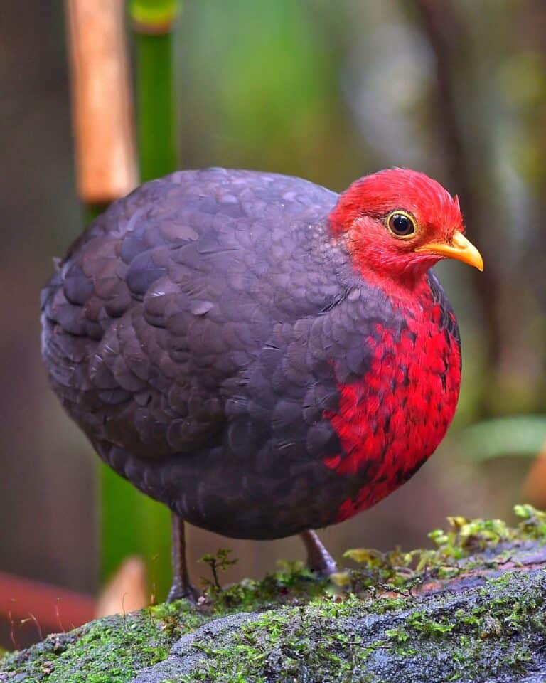 34 Black Birds With Red Heads - Bird Helpful