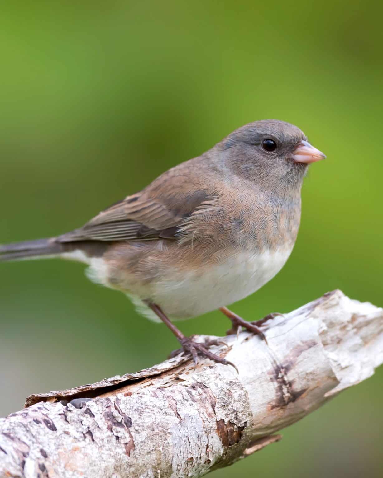 50 Small Brown Birds to Brighten Your Day