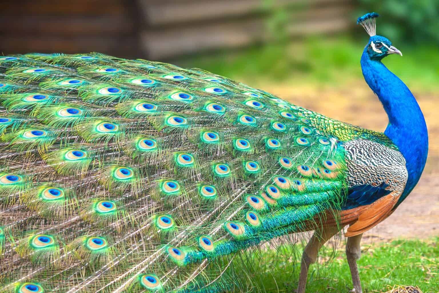 Peacock Colors, Patterns & Varieties (With Pictures)