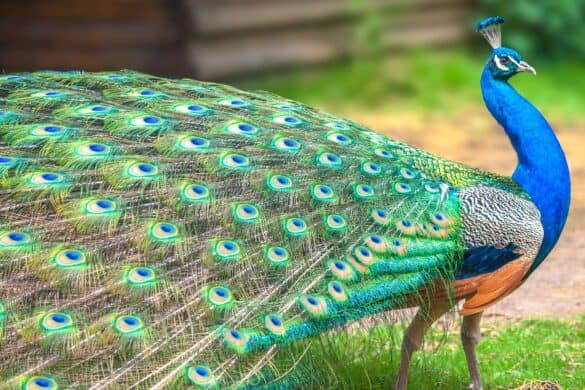 Peacock Colors, Patterns & Varieties (With Pictures)