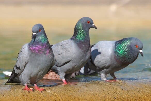 24 Types of Gray Birds (With Pictures & ID Guide)