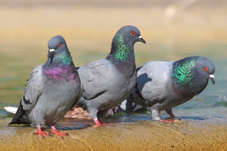 59 Different Types of Pigeons (With Pictures & Names)