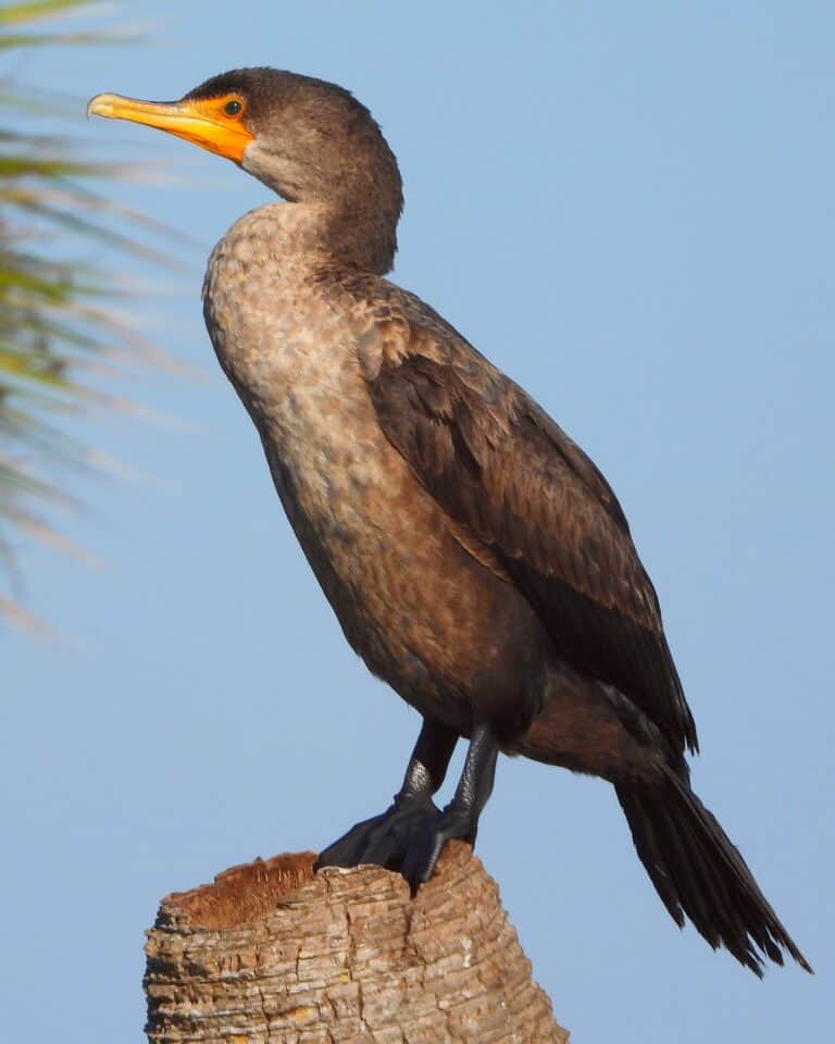 28 Black Birds With Yellow Beaks - Bird Helpful