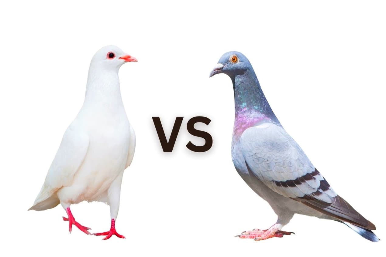 Dove vs. Pigeon: 10 Key Differences You Need to Know