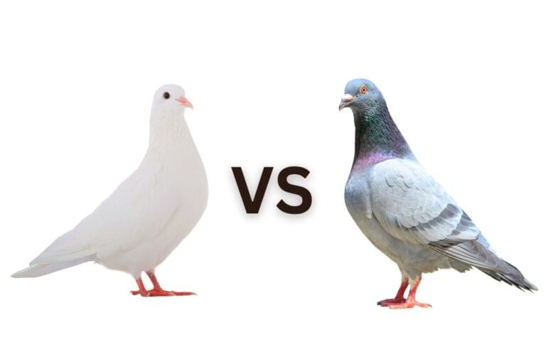 Dove vs. Pigeon: 10 Key Differences You Need to Know