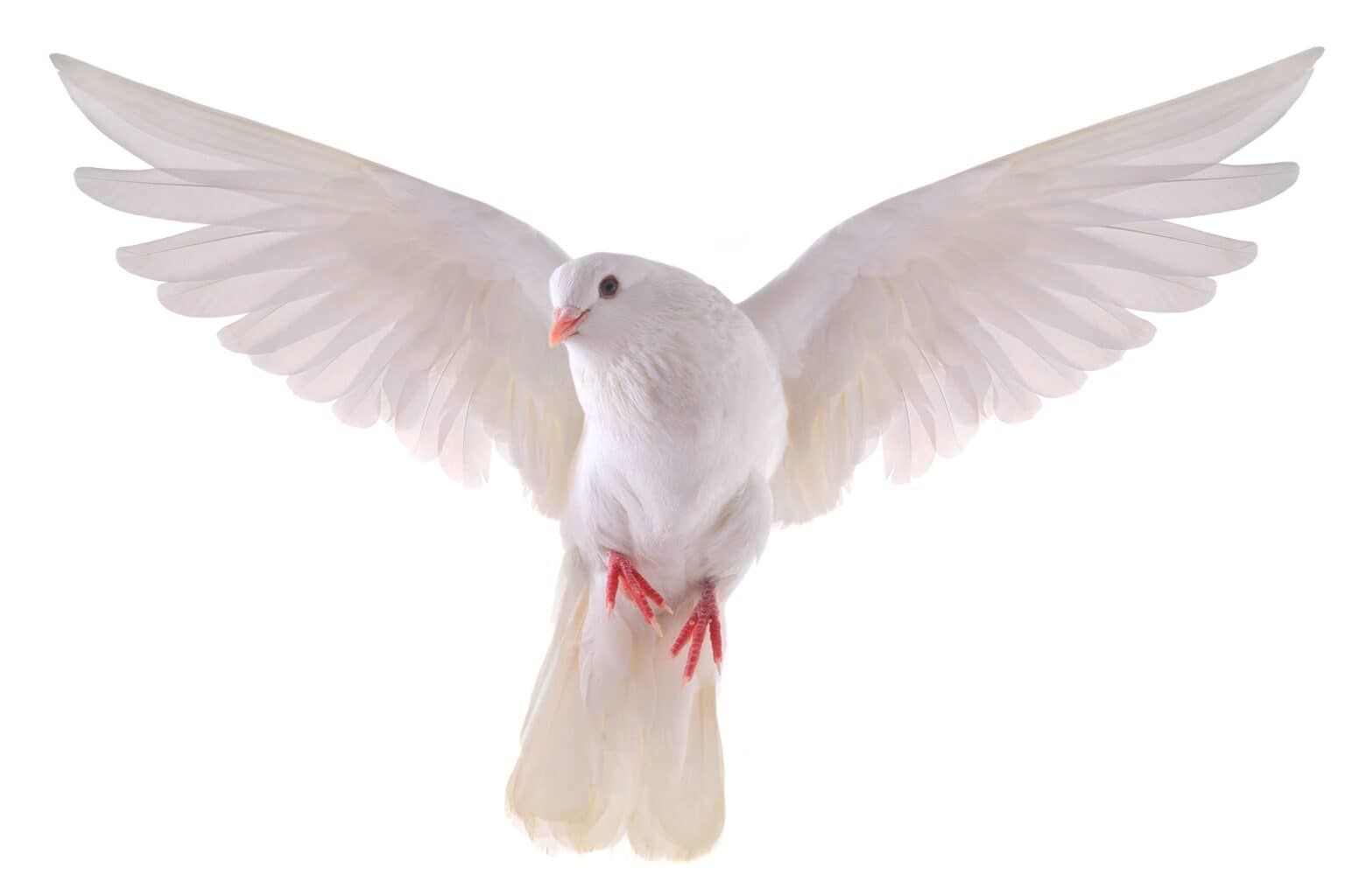 Dove vs. Pigeon: 10 Key Differences You Need to Know