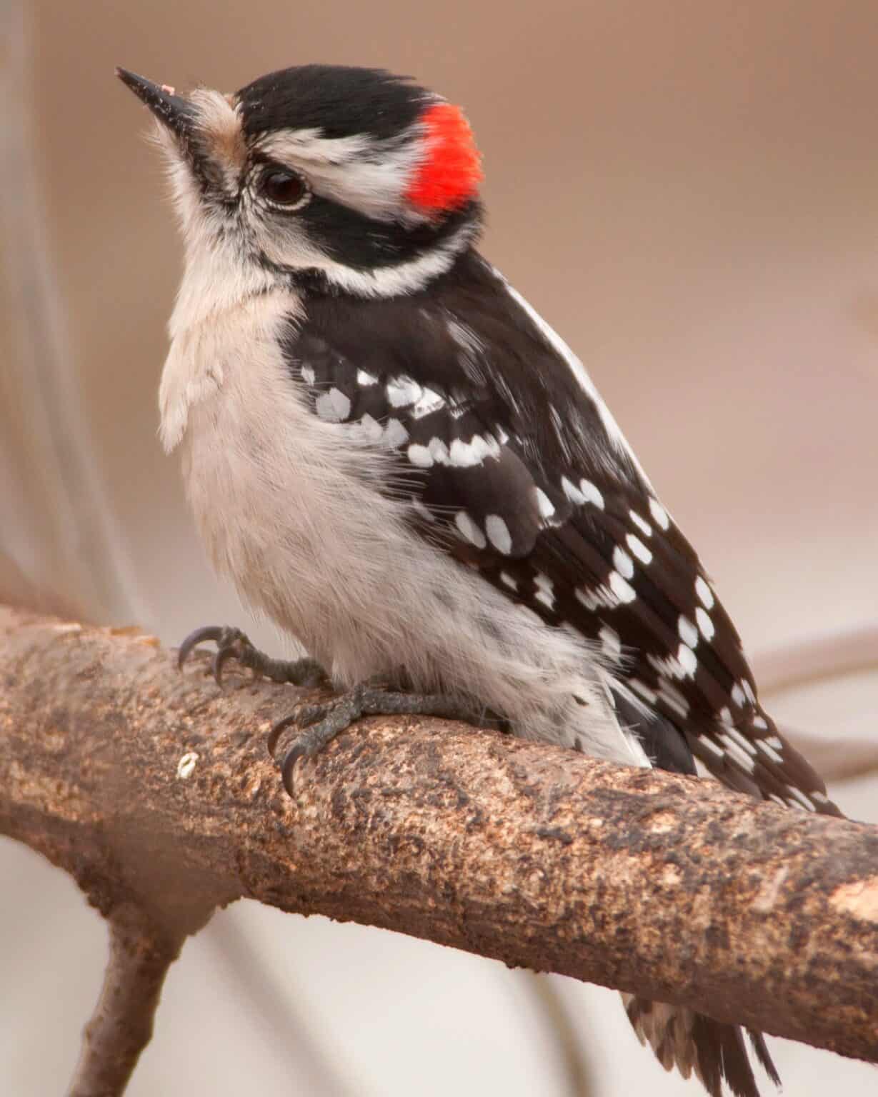 32 Species of Birds With Red Heads