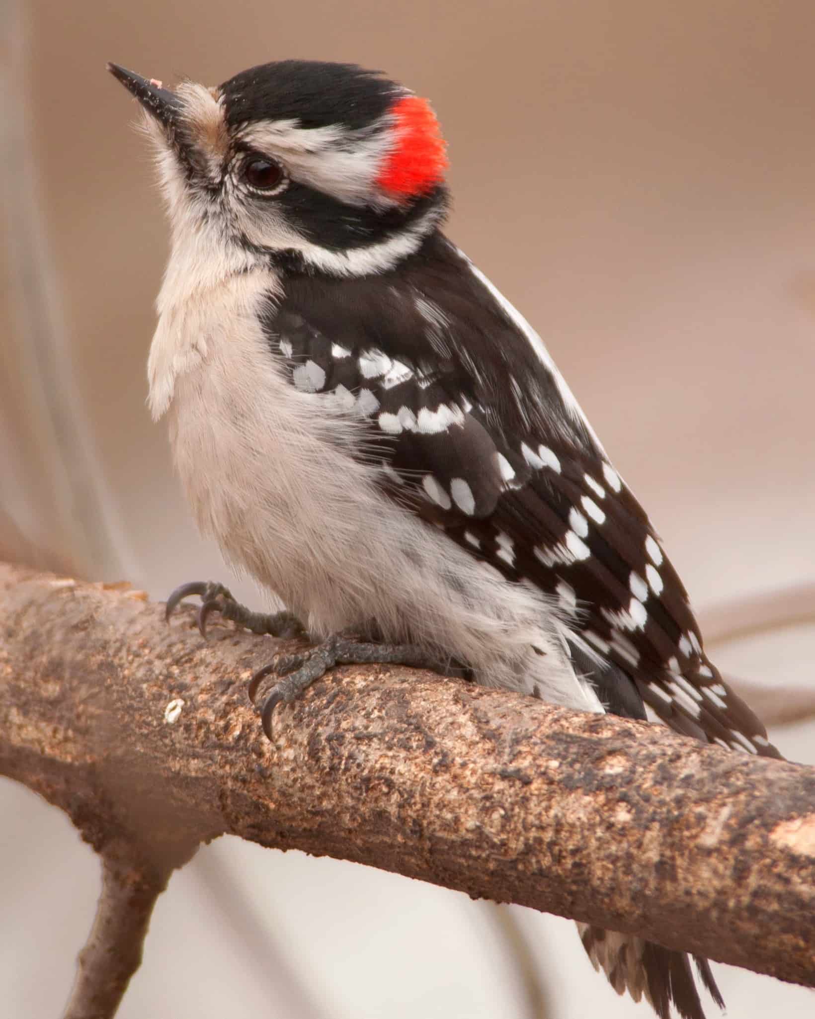 32 Species of Birds With Red Heads
