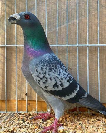59 Different Types of Pigeons (With Pictures & Names)